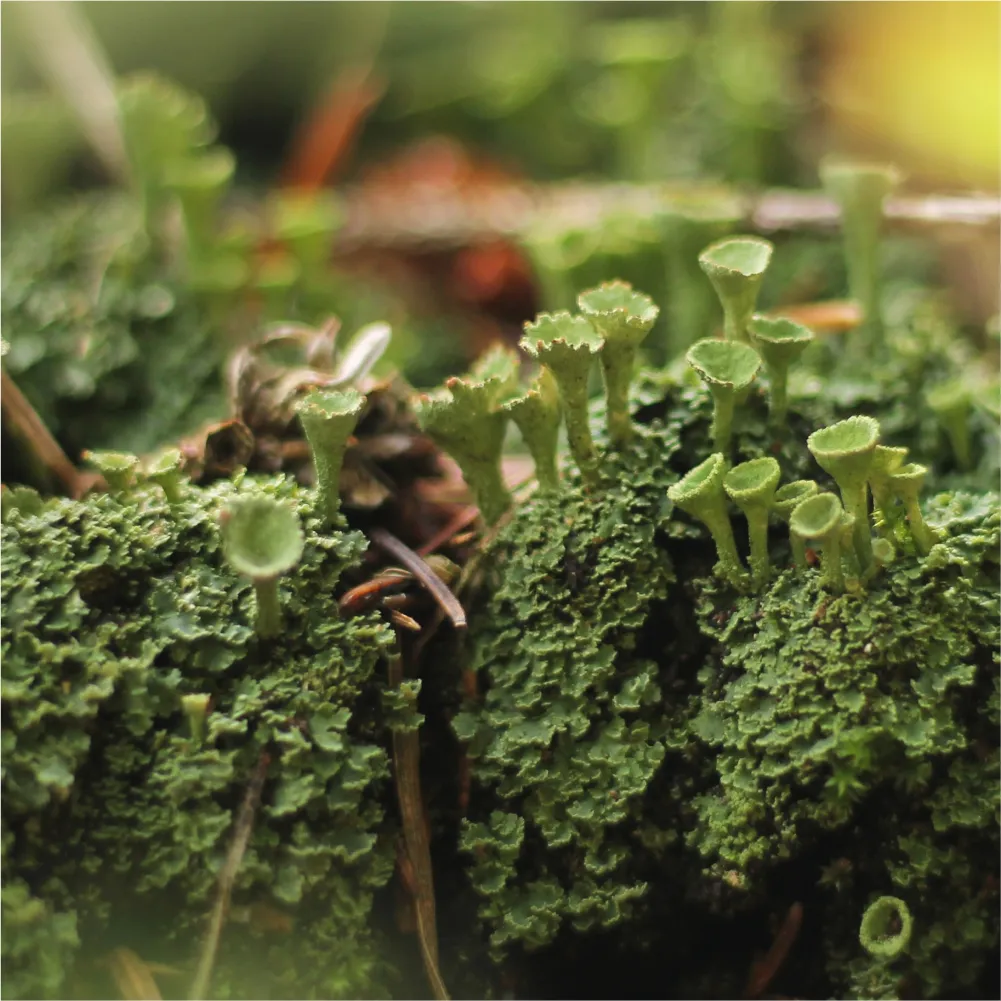 Symbiotic Relationships as Shapers of Biodiversity | Frontiers Research ...