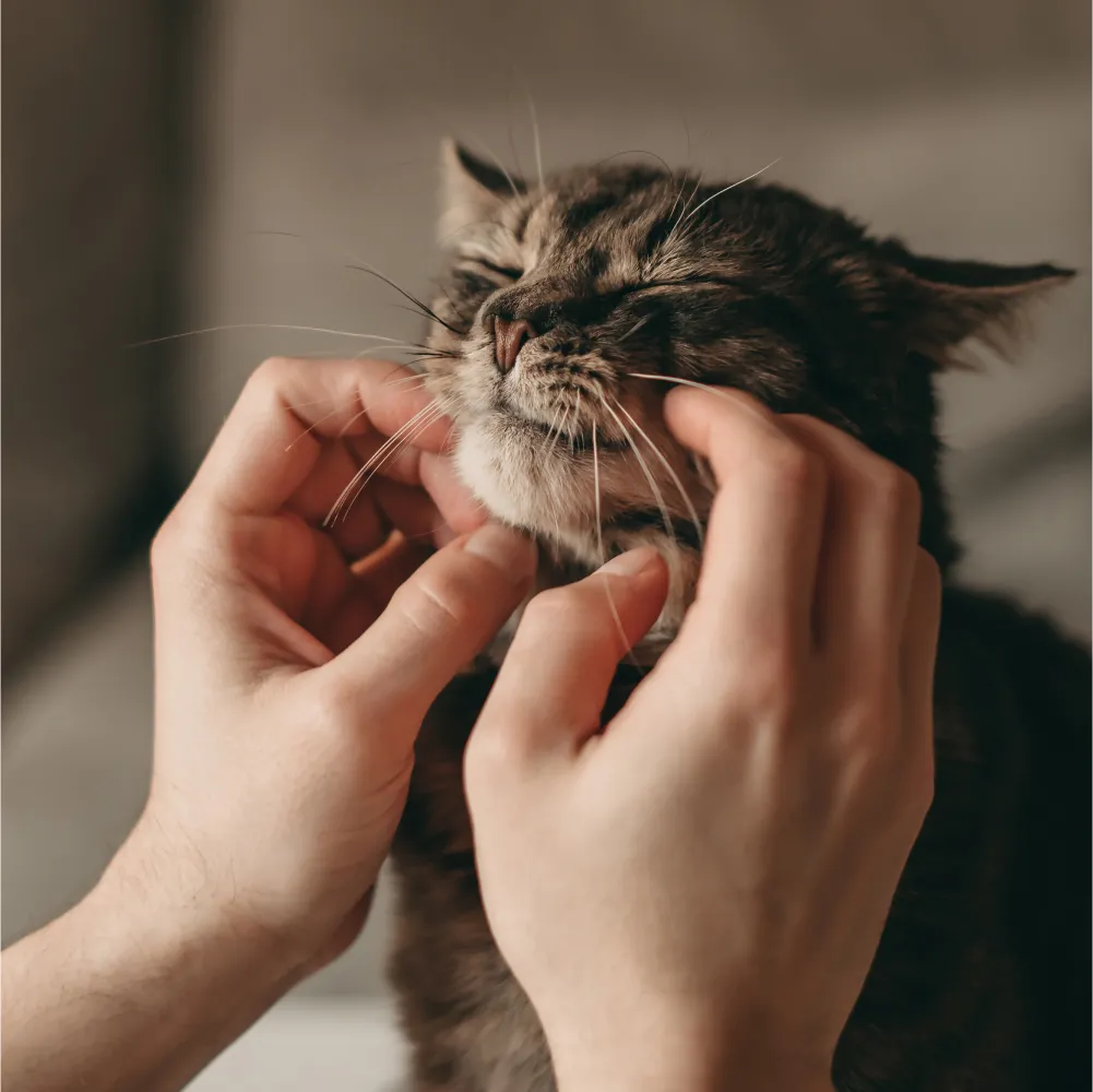 Exploring Cats: Their Behaviors and Human-Cat Interactions | Frontiers ...