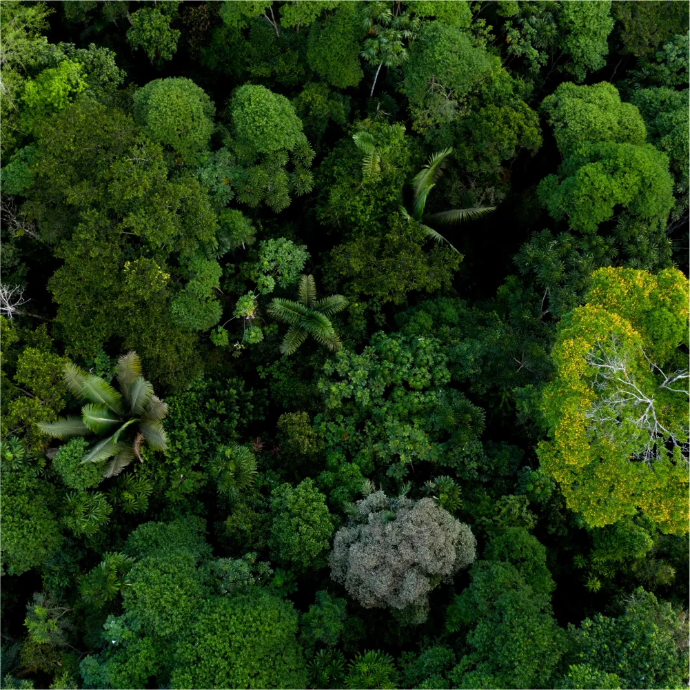 Plant competition in a changing world | Frontiers Research Topic